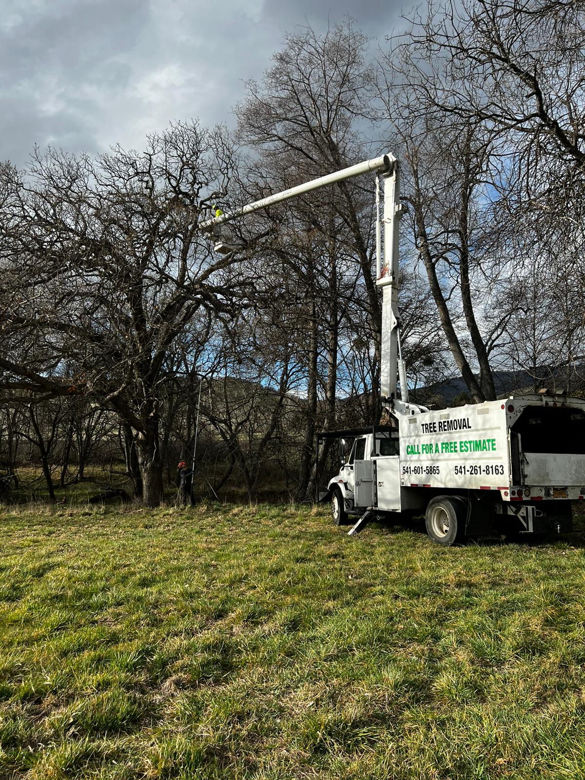 Mountain Tree Care - Landing - MC Tree Service