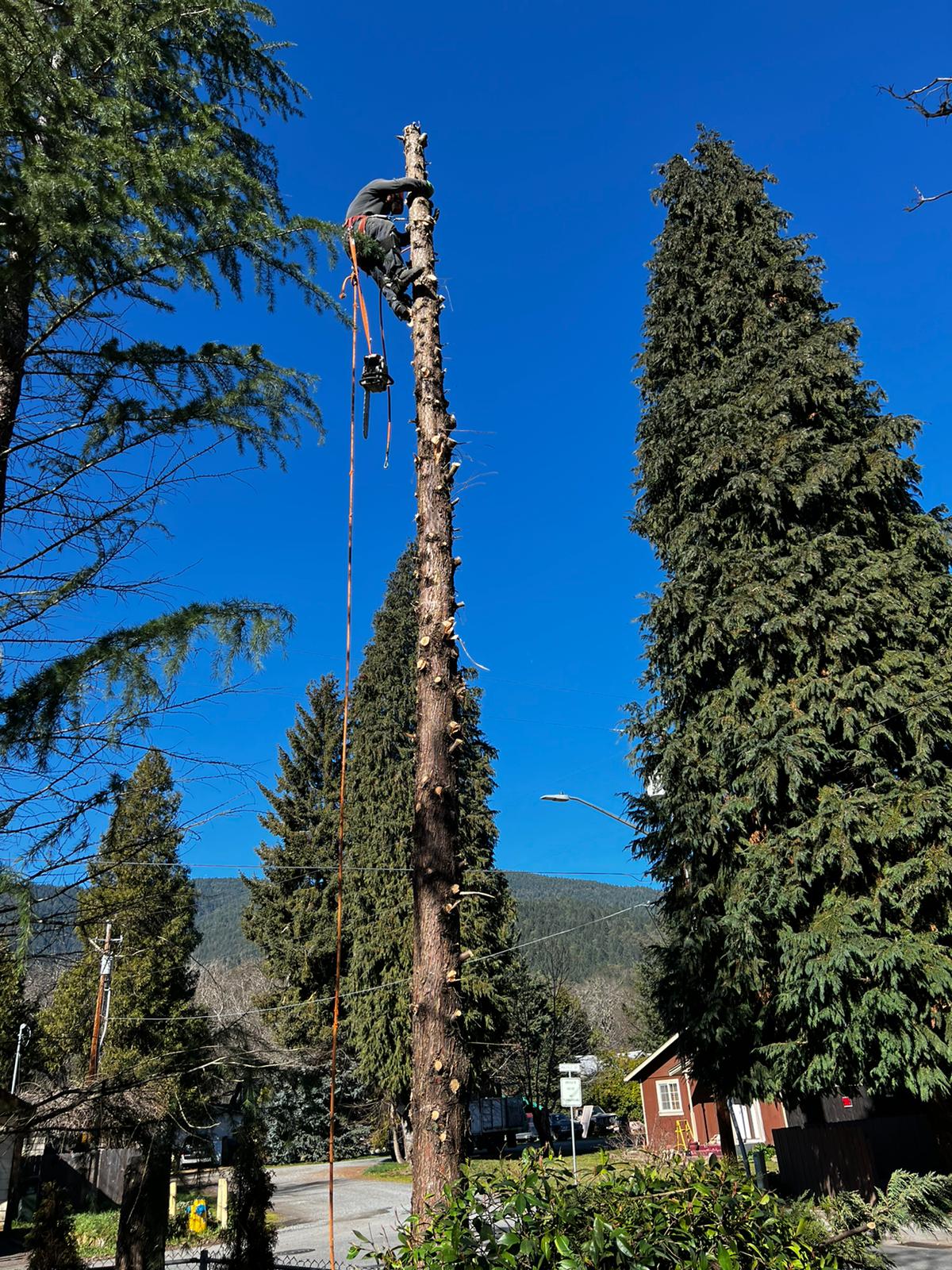 MC Tree Service - Landing - MC Tree Service